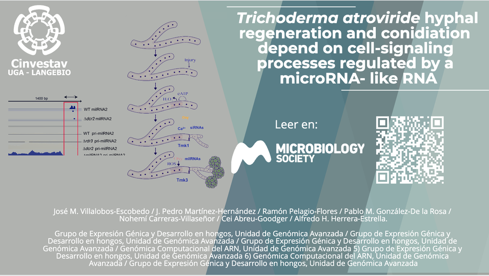 Trichoderma Atroviride Hyphal Regeneration And Conidiation Depend On Cell Signaling Processes
