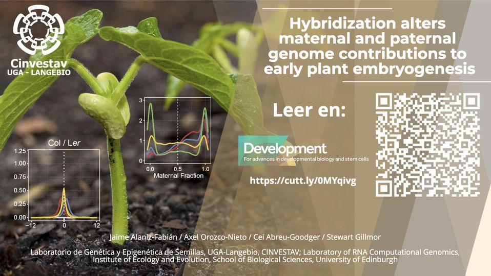 Hybridization alters maternal and paternal genome contributions to ... Hybridization alters maternal and paternal genome contributions to ...
